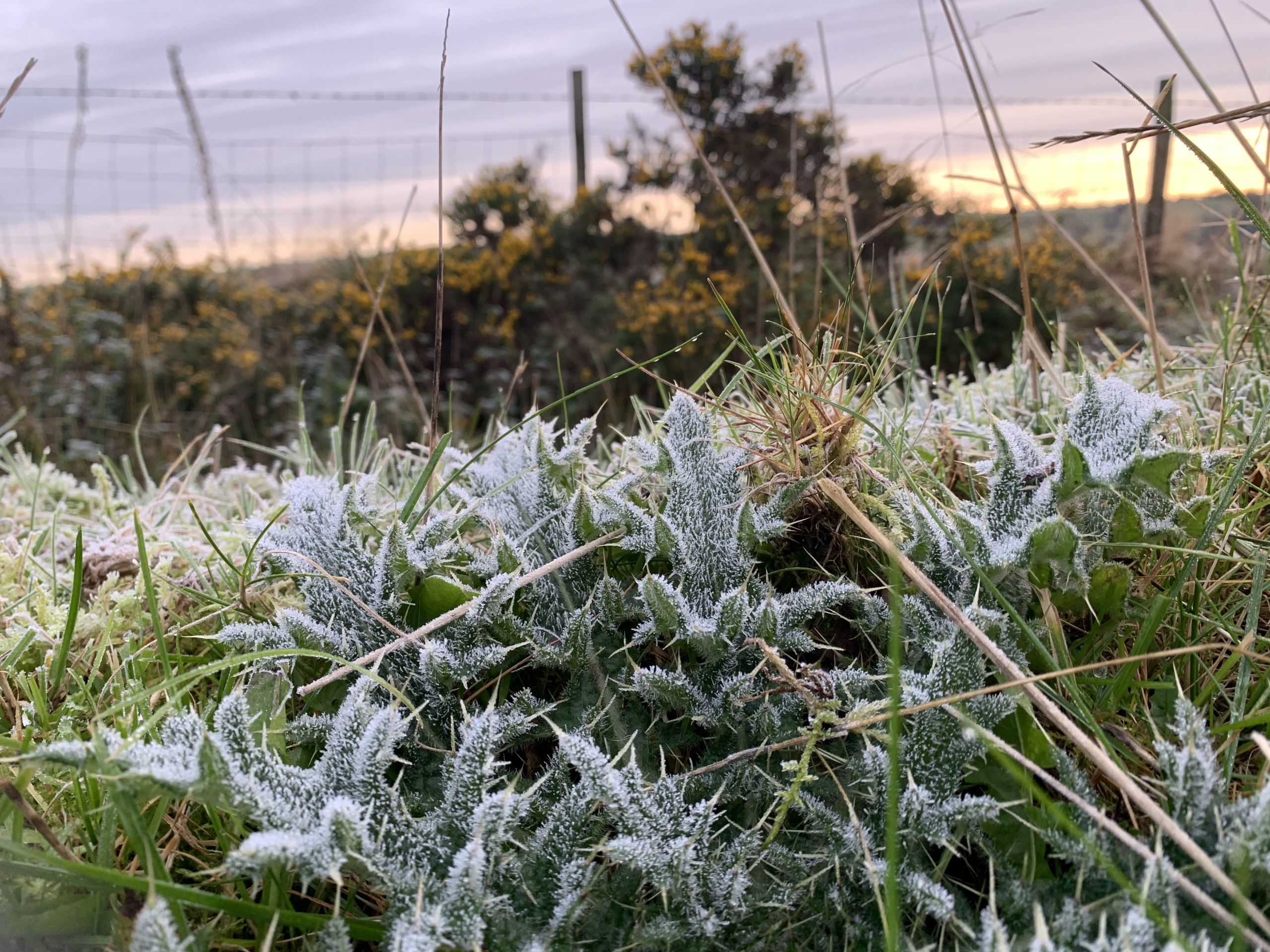 Local Wildlife & Farm Animals - Ford Wetley Cottage